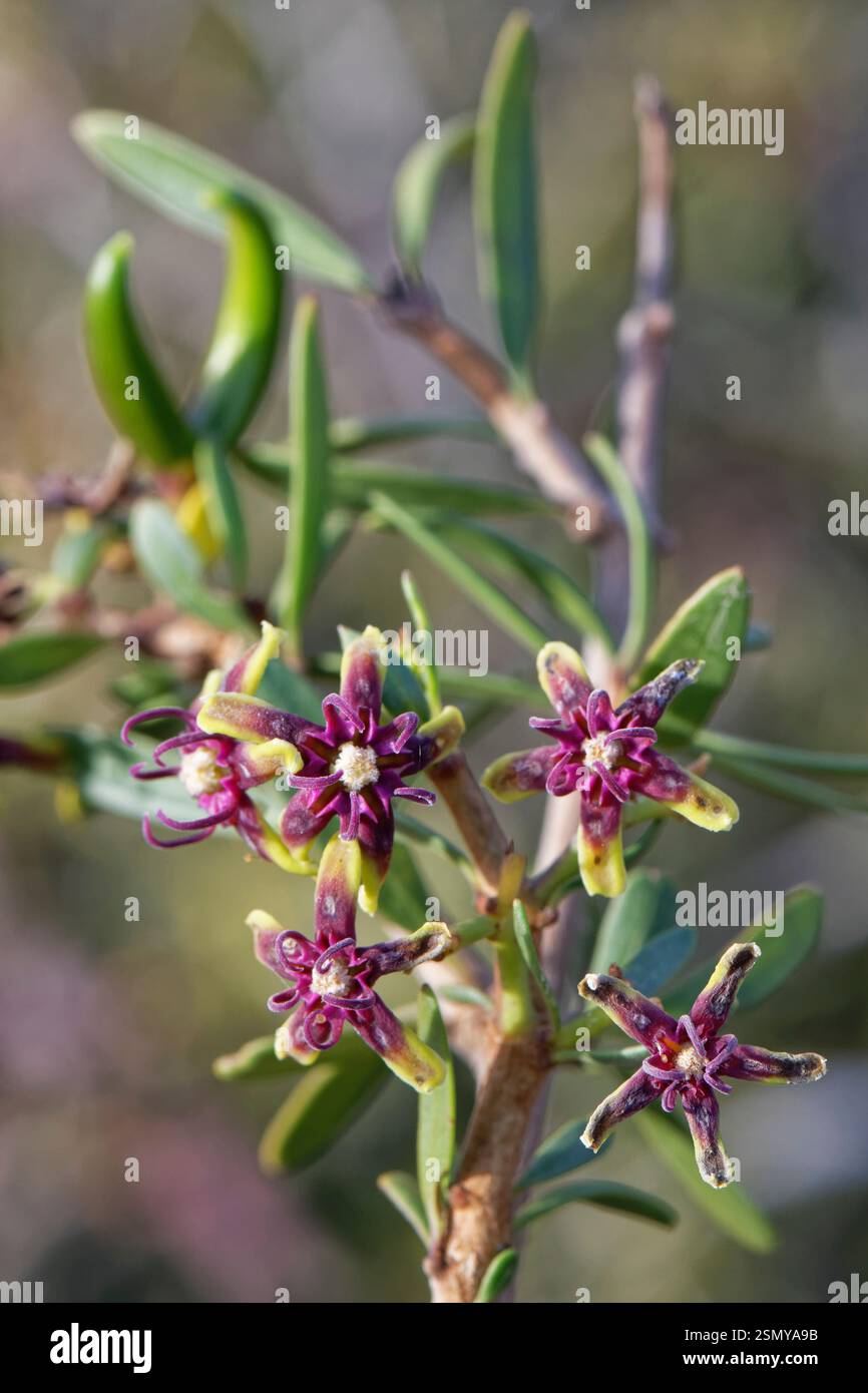 African wolfsbane hi-res stock photography and images - Alamy