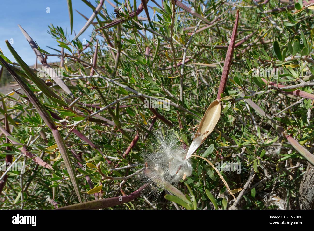 Feathery seeds bursting from a ripe, split-open pod of Silk vine ...