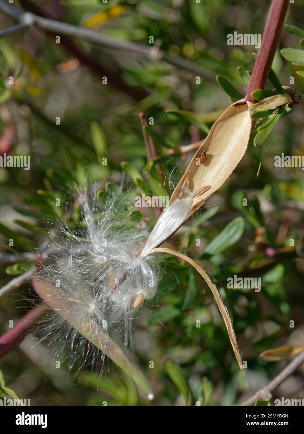 Feathery seeds bursting from a ripe, split-open pod of Silk vine ...