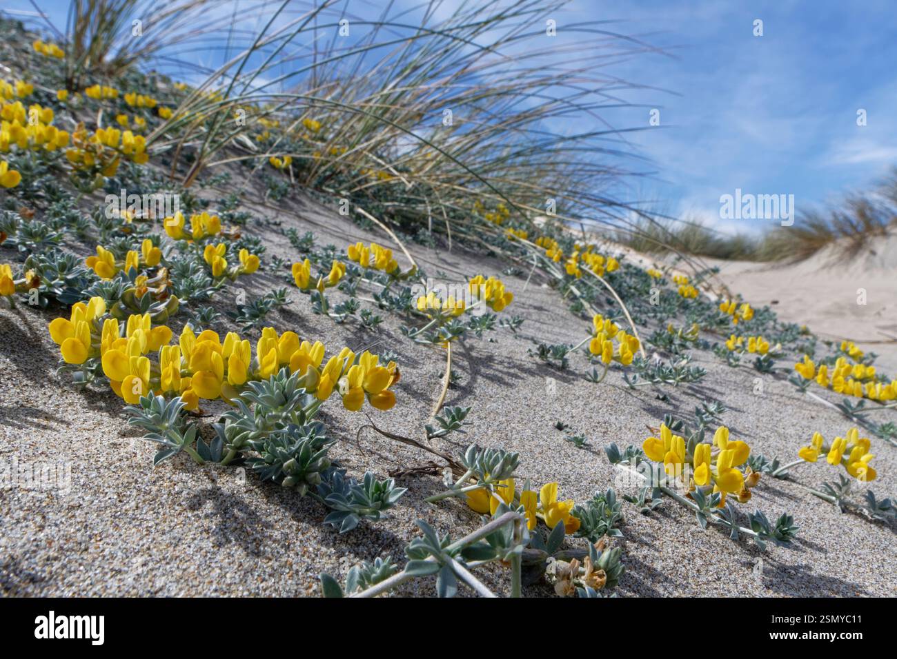 Southern Bird’s-foot trefoil / Cuernecillo de mar (Lotus creticus ...