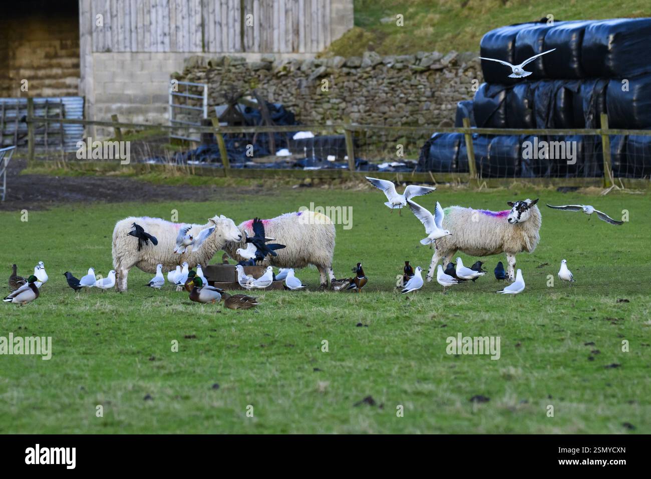 Group ducks gathered feeder hi-res stock photography and images - Alamy
