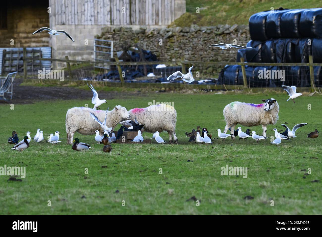 Sheep in farm field & variety of greedy hungry birds flocking, gathered ...