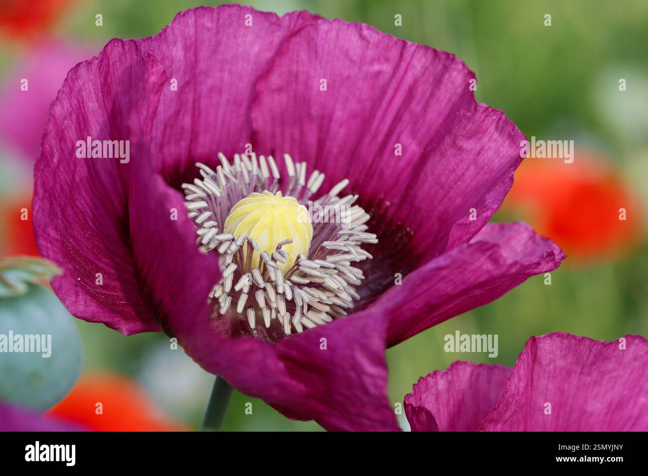 Schlafmohn, Schlaf-Mohn, Mohn, Papaver somniferum, Opium Poppy ...