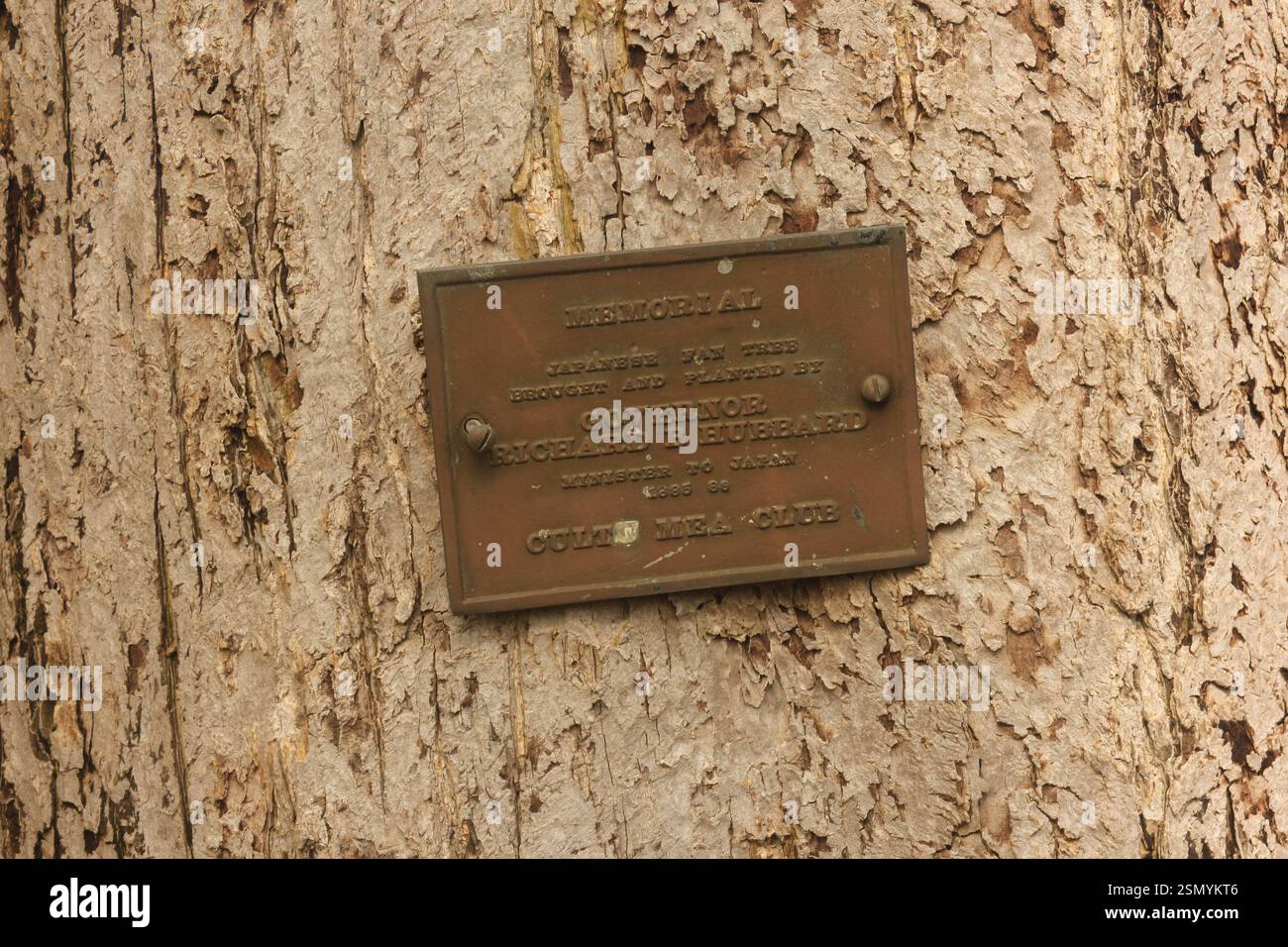 Tyler TX - January 5, 2025: Hubbard Ginkgo Tree Located in Downtown ...