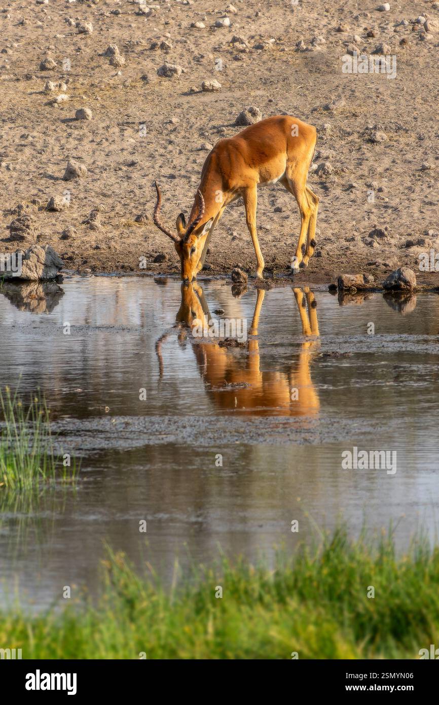 Close up photo of a male impala drinking at at a waterhole, water ...