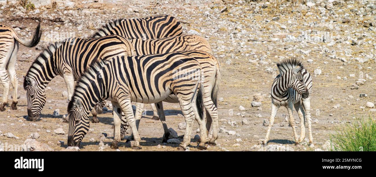 Panoramic photo of a baby mountain zebra following the herd, wildlife ...