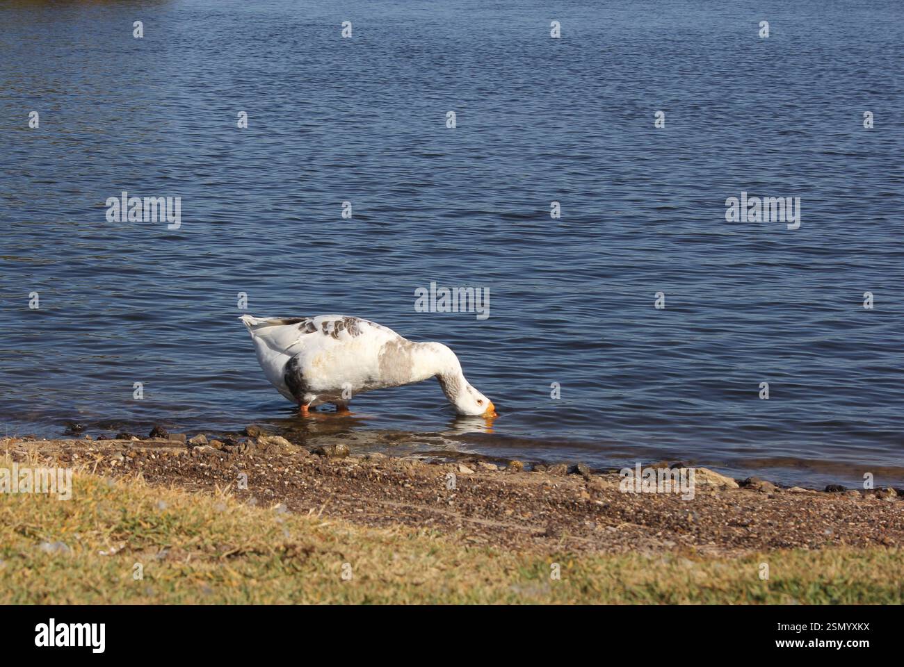 Birds of east texas hi-res stock photography and images - Alamy