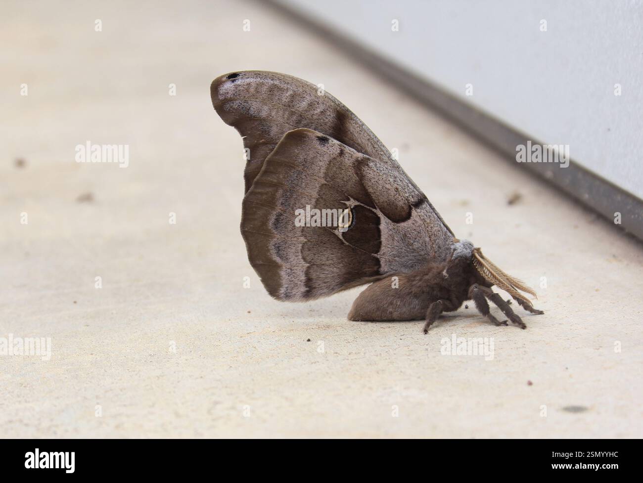 Polyphemus moth near warehouse in early spring. Rural East Texas Stock ...
