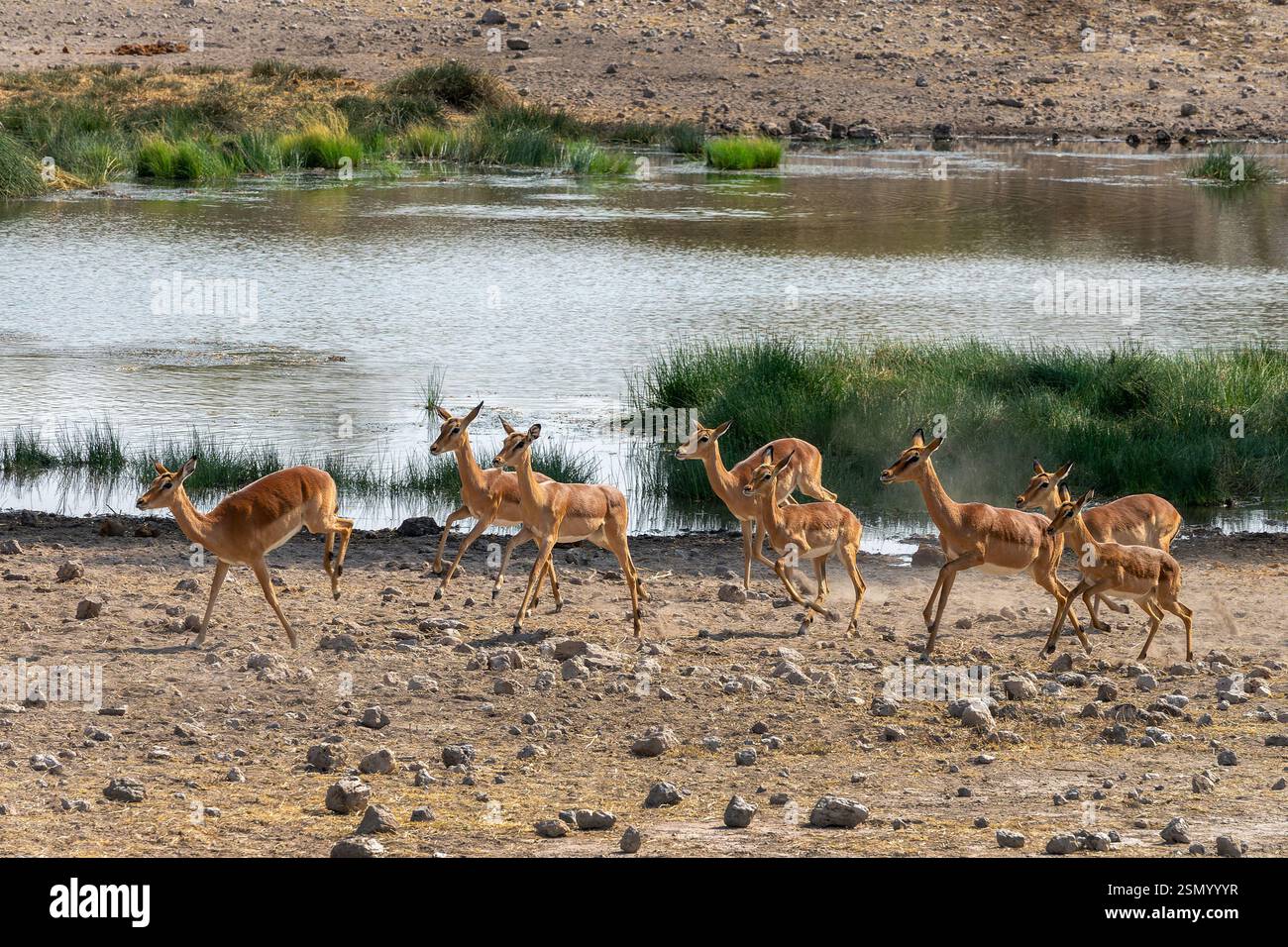 Running Impalas antelopes, wildlife safari and game drive in Namibia ...