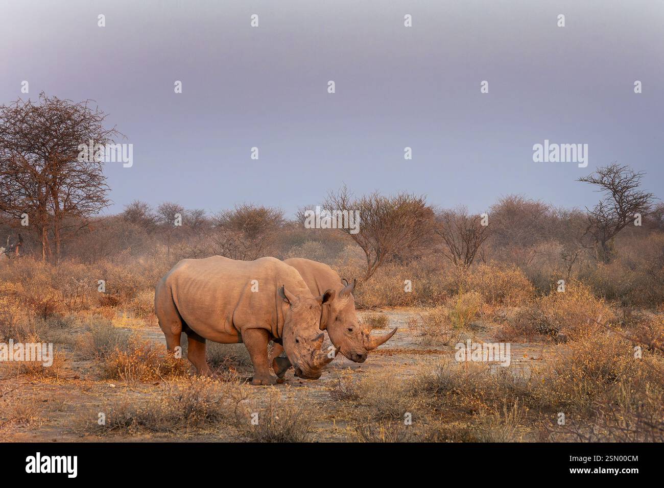 Photo of a couple of white rhinoceros, two rhinos, wildlife safari and ...