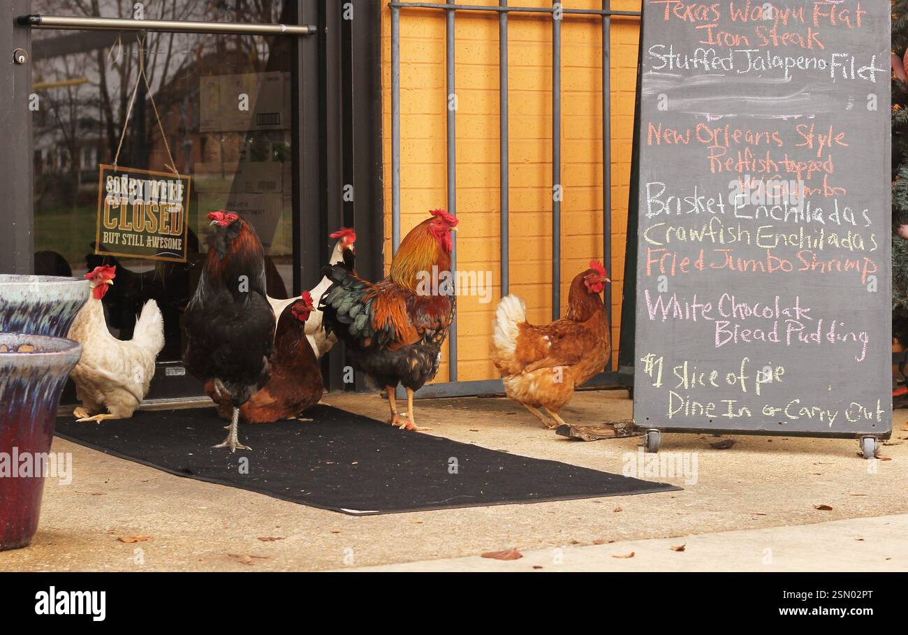 Chickens at Front Door of Closed Restaurant Waiting For Opening Rural ...