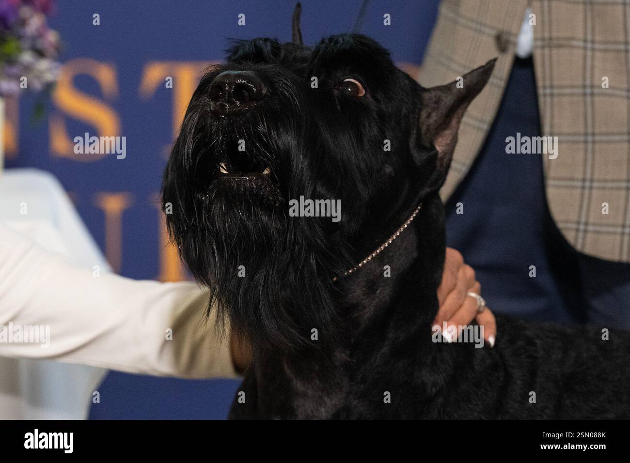 February 12, 2025, New York, New York, United States: Monty, the Giant ...