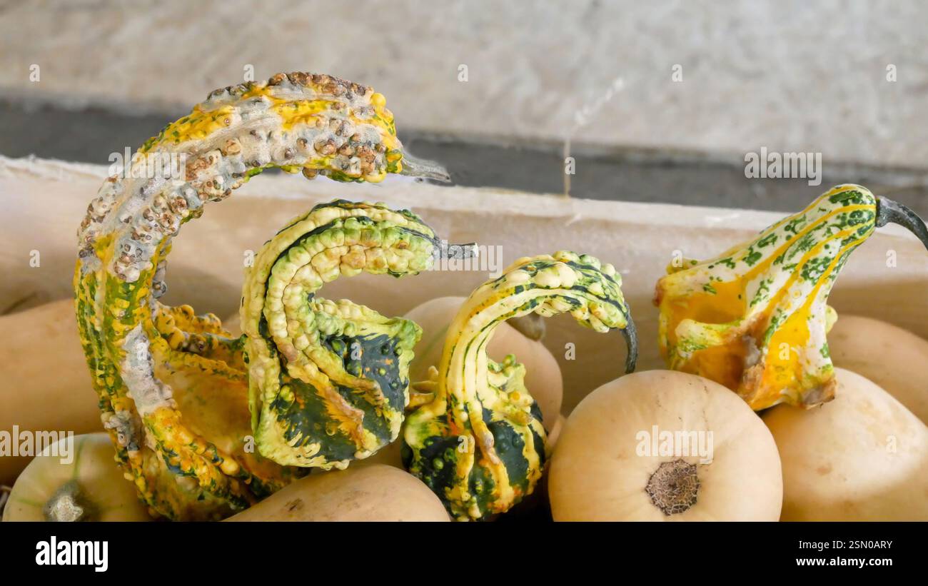 Variety of Decorative Gourds with Unique Patterns and Textures in ...