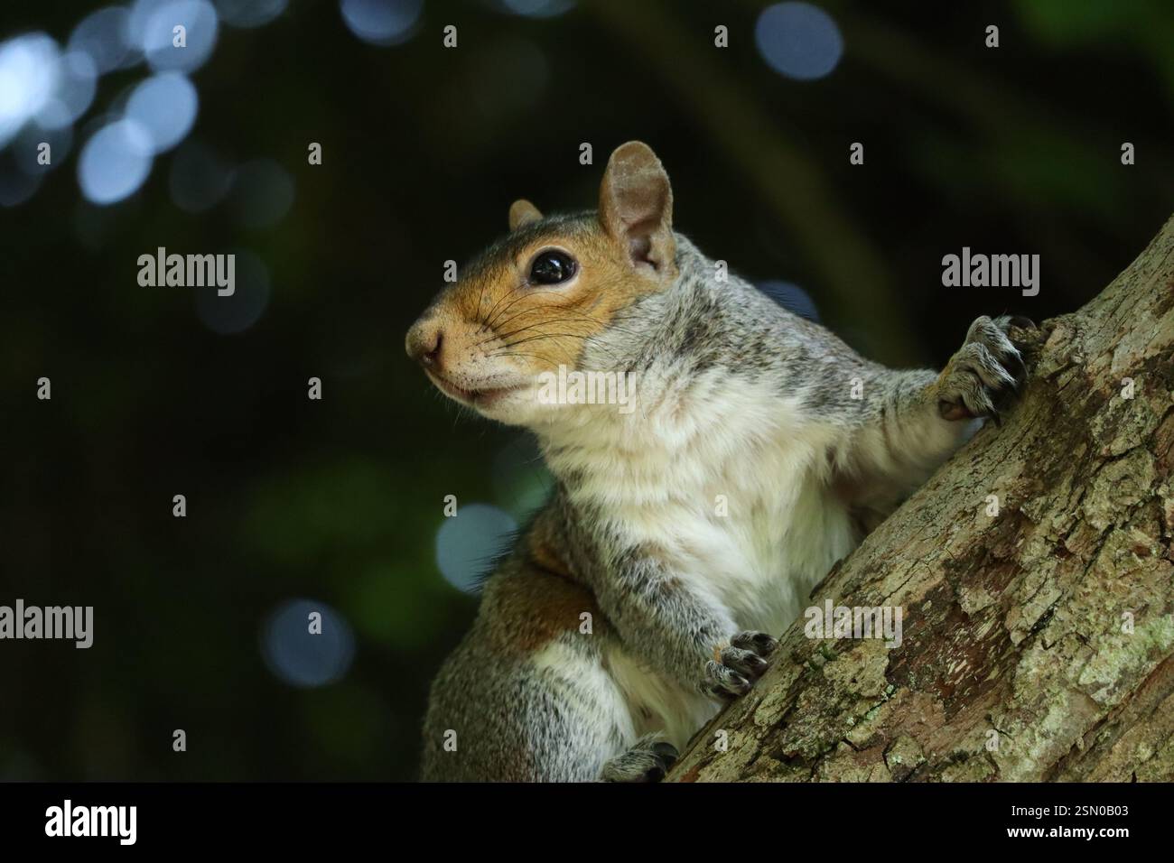 Squirrel in a wild setting hi-res stock photography and images - Alamy