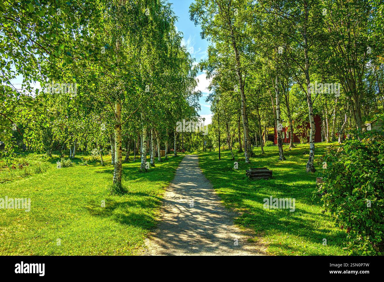 Birch grove with a path in the middle, in a quiet natural setting on ...