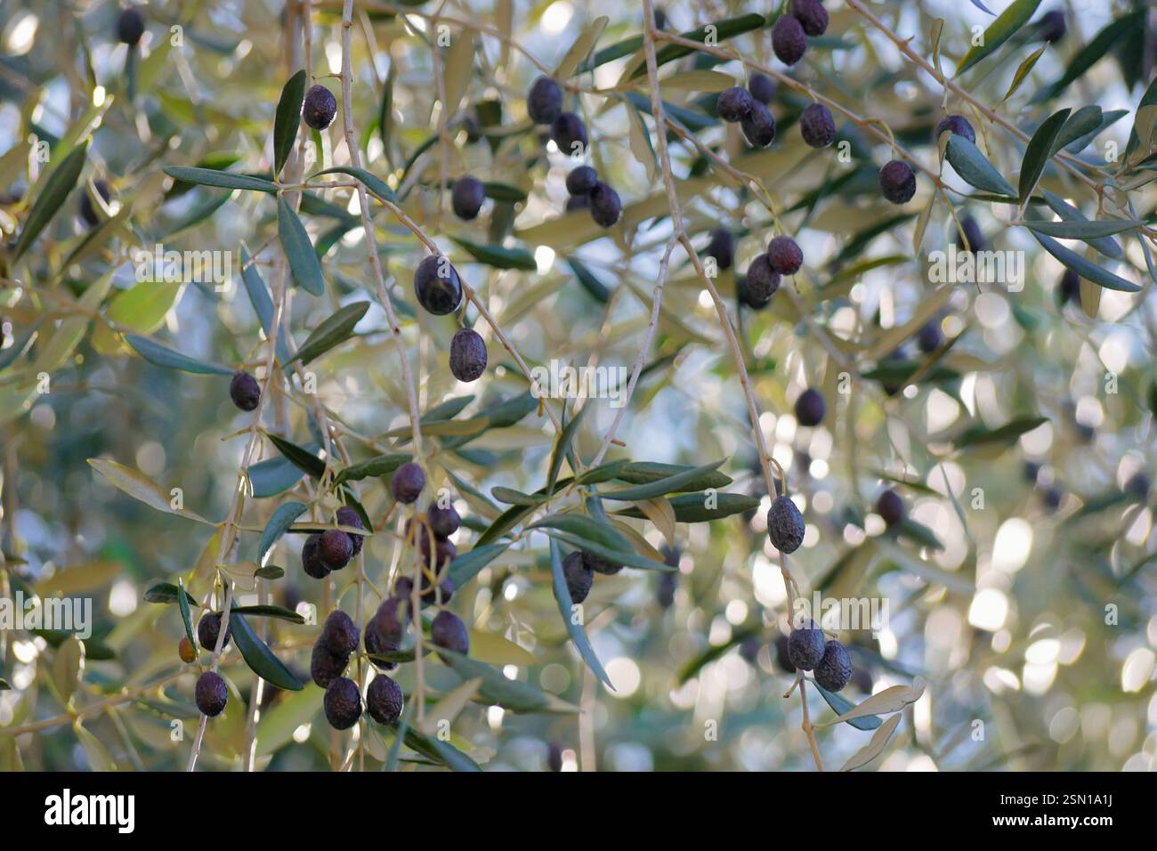 Ripe olives growing on an olive tree in Tuscany Stock Photo - Alamy