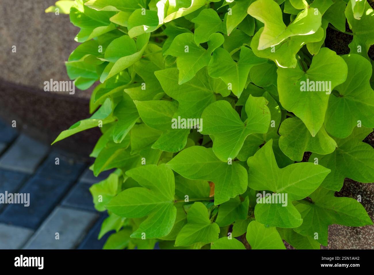 Green leaves of Ipomoea Nil plants growing in large vases outdoors ...