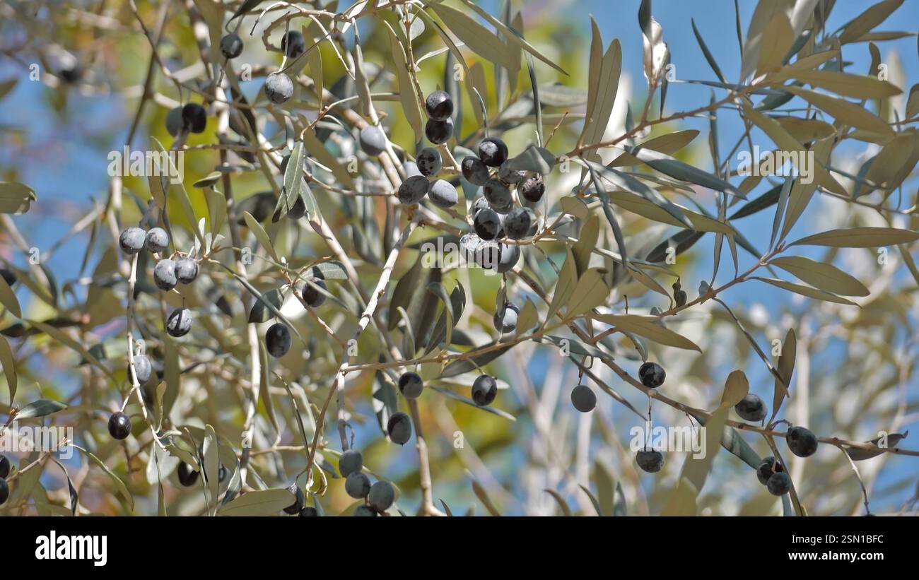 Ripe olives growing on an olive tree in Tuscany Stock Photo - Alamy
