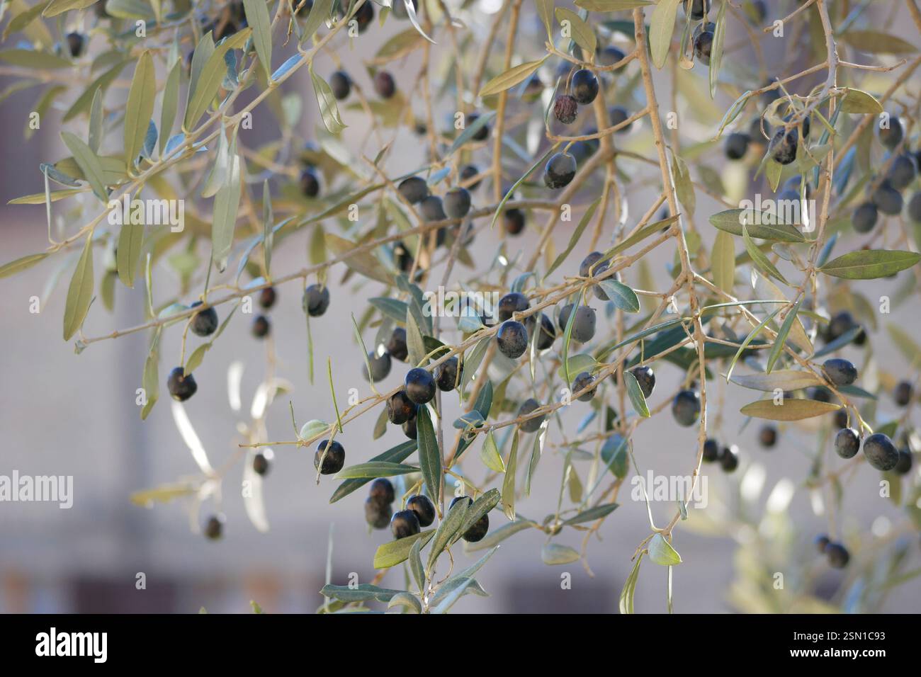 Ripe olives growing on an olive tree in Tuscany Stock Photo - Alamy