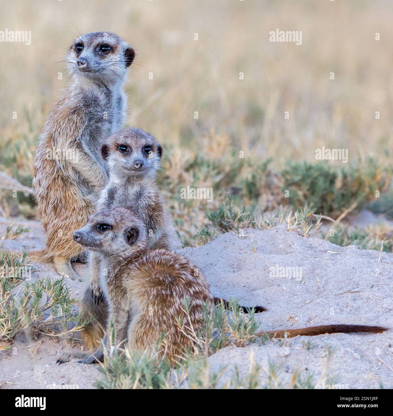 Meerkats lived in burrows beneath deserts and grasslands of ...