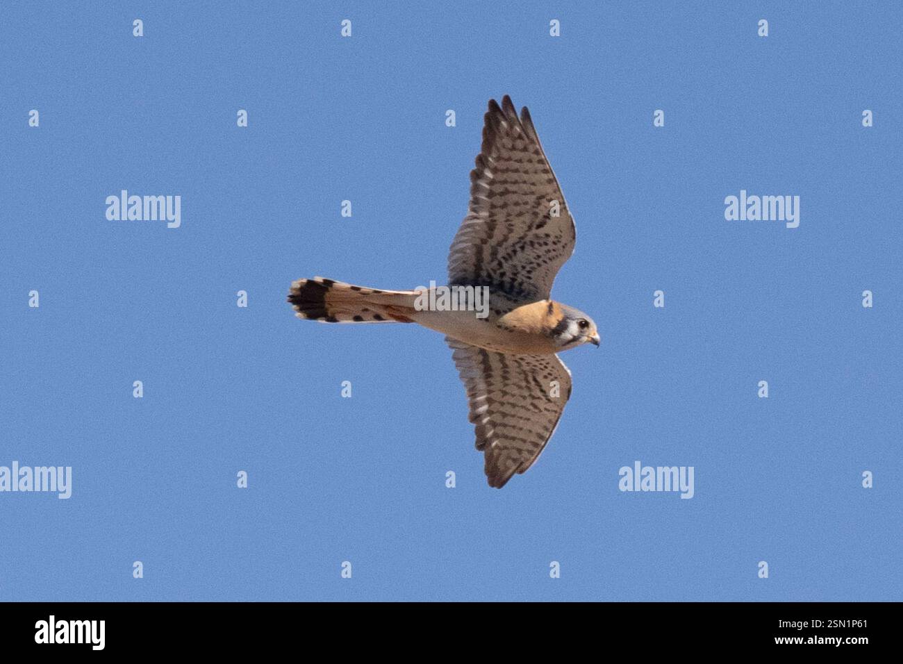 An American Kestrel brings its captured prey to the top of a broken ...
