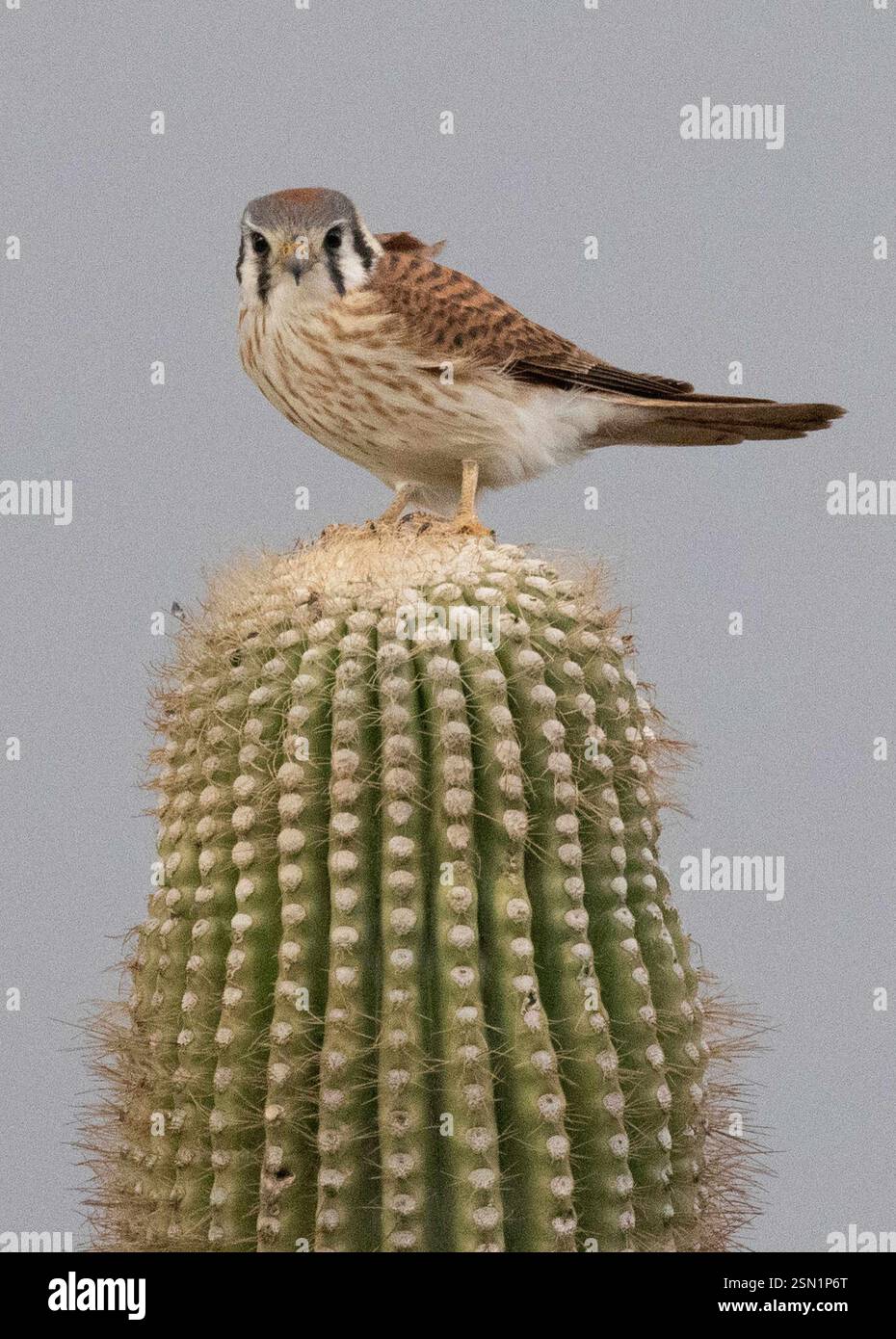An American Kestrel brings its captured prey to the top of a broken ...