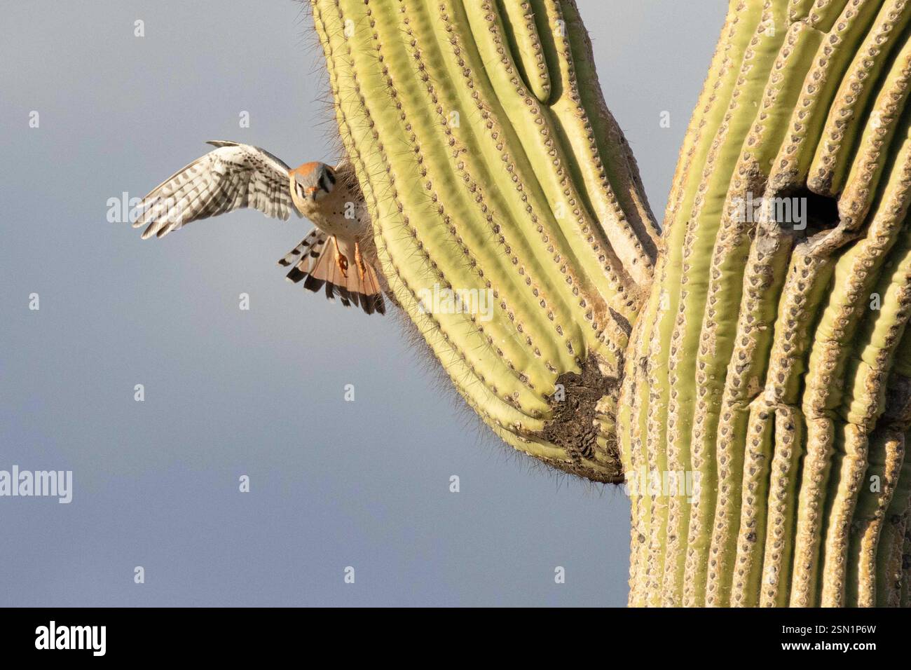 An American Kestrel brings its captured prey to the top of a broken ...