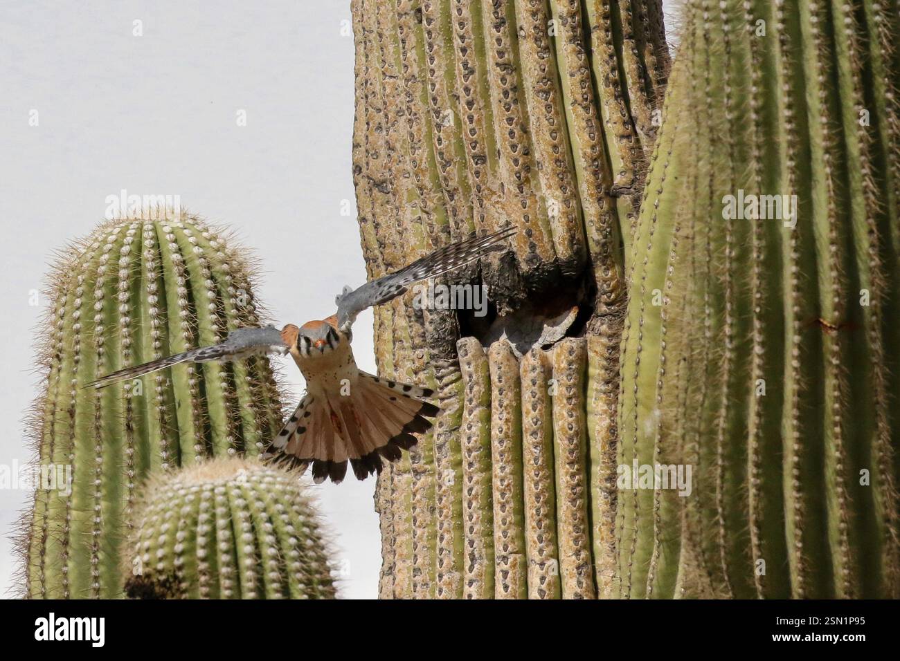 An American Kestrel brings its captured prey to the top of a broken ...