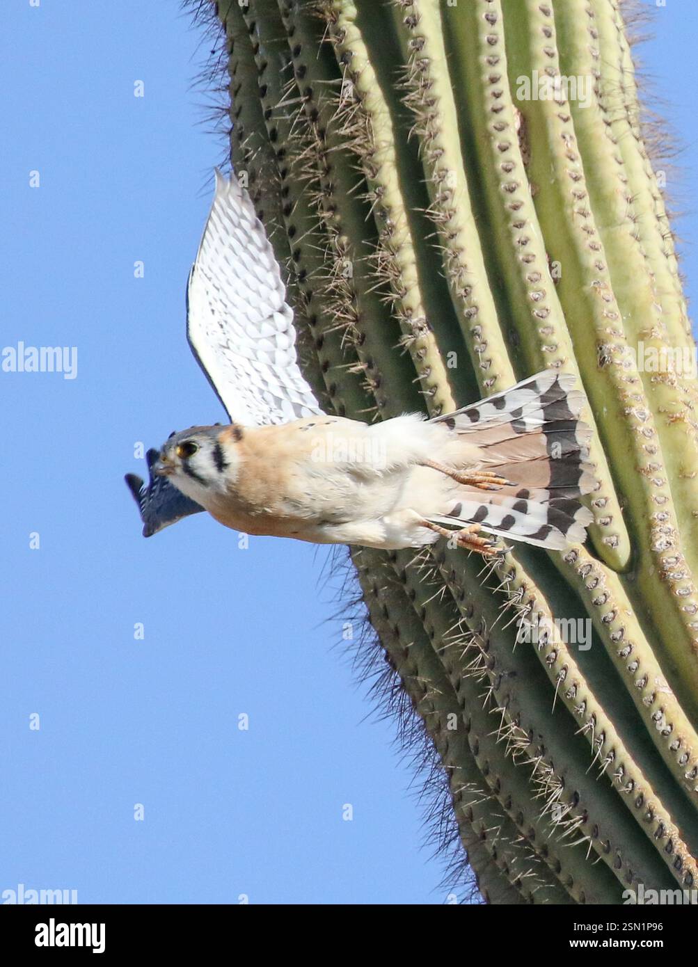 An American Kestrel brings its captured prey to the top of a broken ...