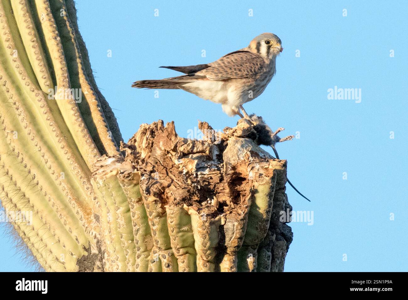An American Kestrel brings its captured prey to the top of a broken ...