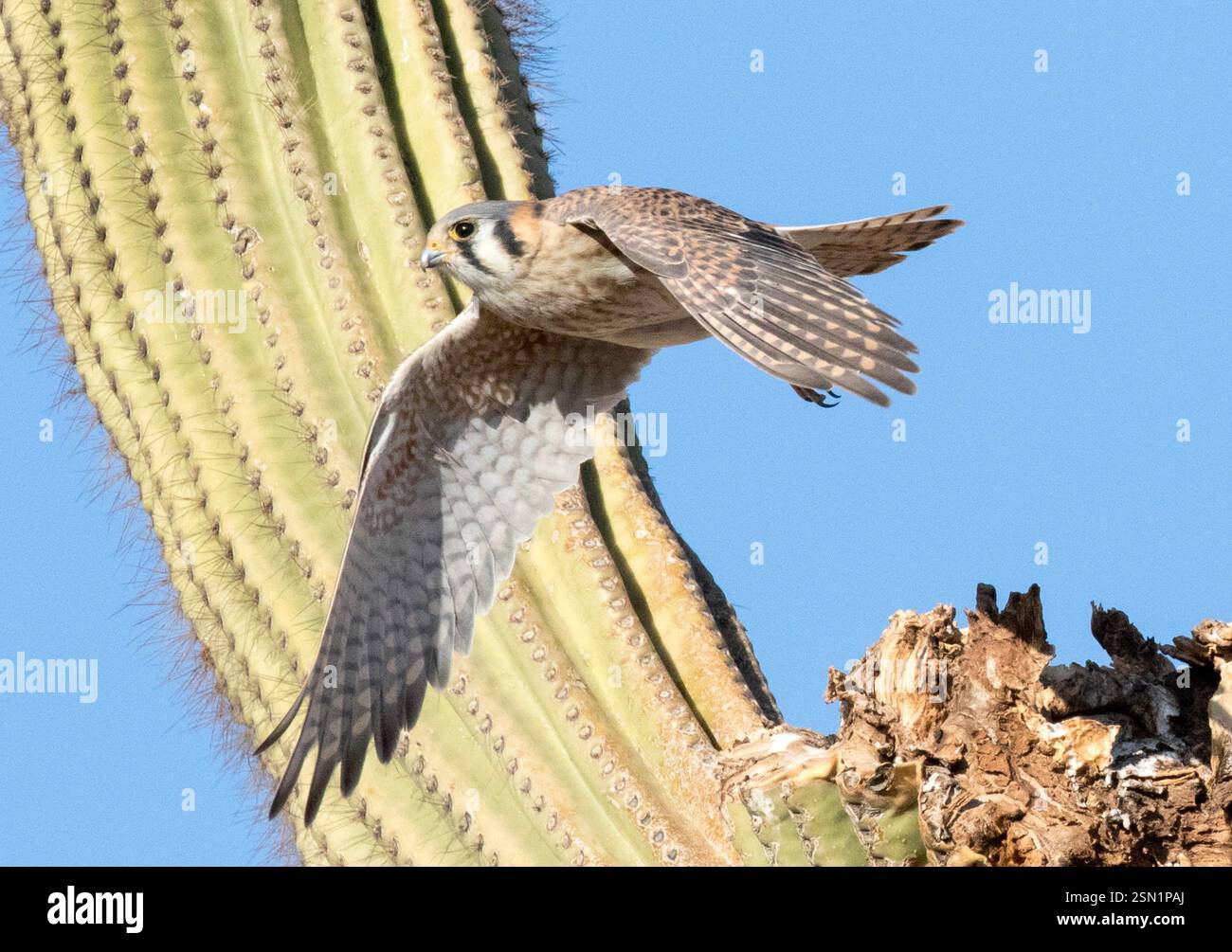 An American Kestrel brings its captured prey to the top of a broken ...