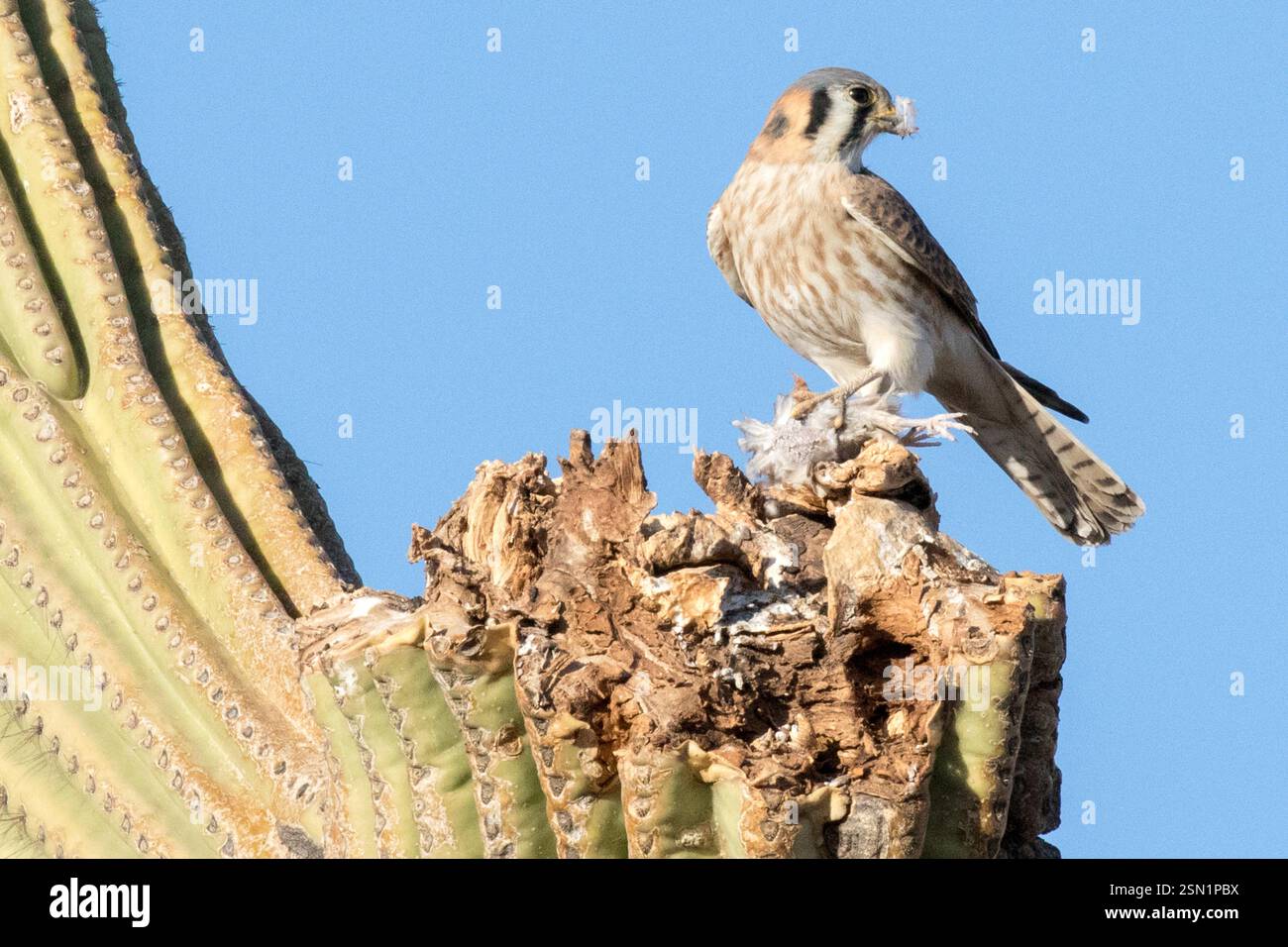 An American Kestrel brings its captured prey to the top of a broken ...