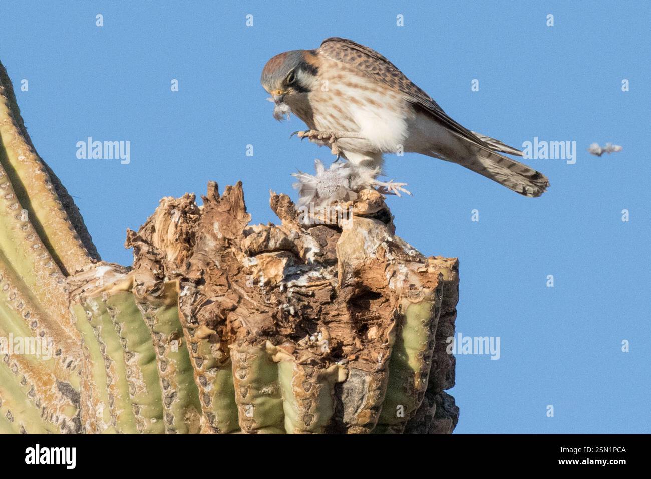An American Kestrel brings its captured prey to the top of a broken ...