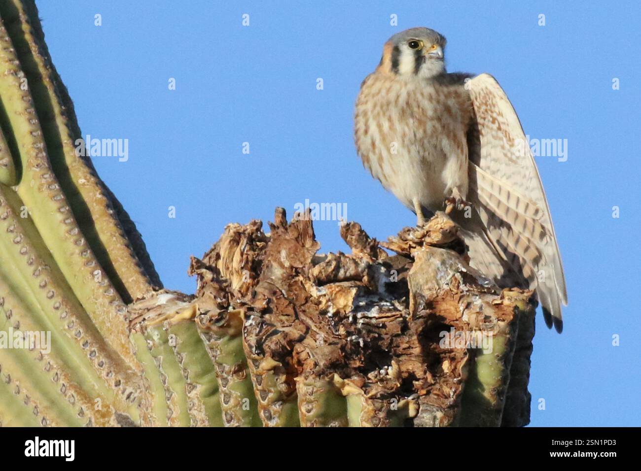 An American Kestrel brings its captured prey to the top of a broken ...