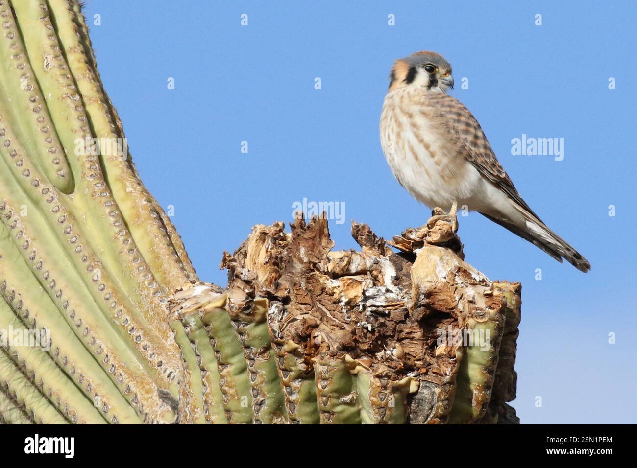 An American Kestrel brings its captured prey to the top of a broken ...