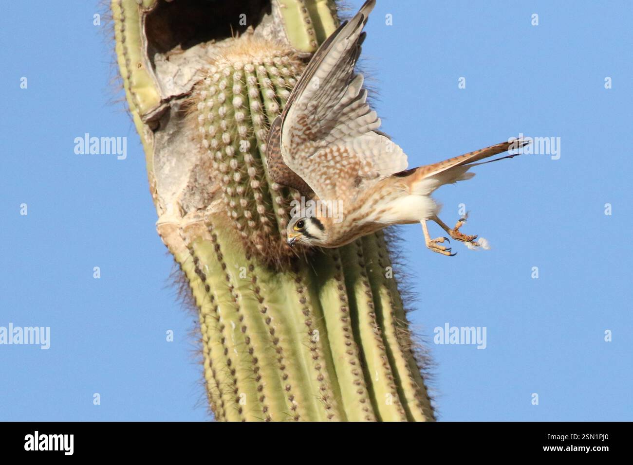 An American Kestrel brings its captured prey to the top of a broken ...