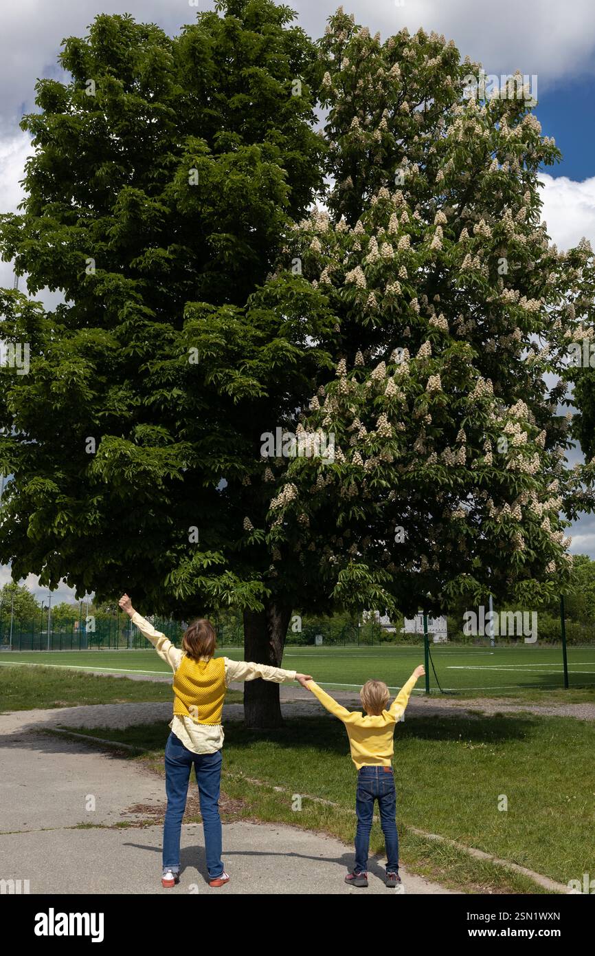 Mom and son holding hands enjoy the beauty of giant blossoming chestnut ...