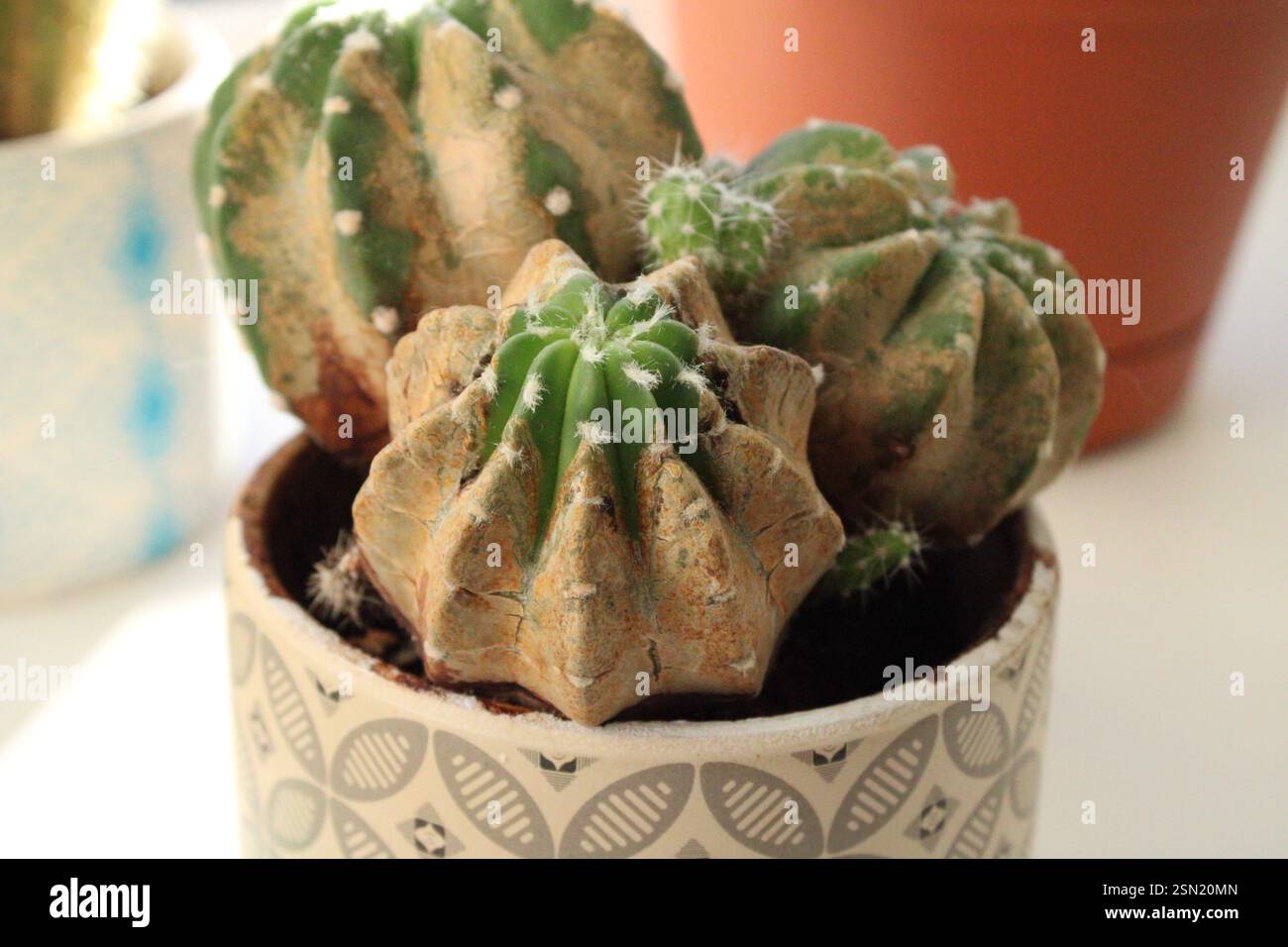 a short cactus with three stems and few needles growing in a handmade ...