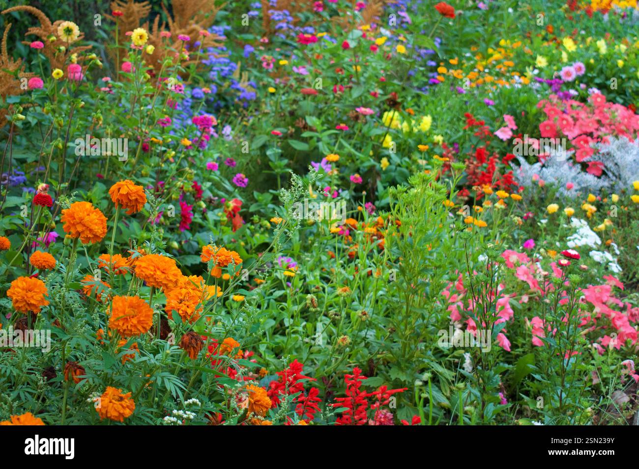Flower garden with mix of colorful flowers. Flowerbed vibrant colors ...
