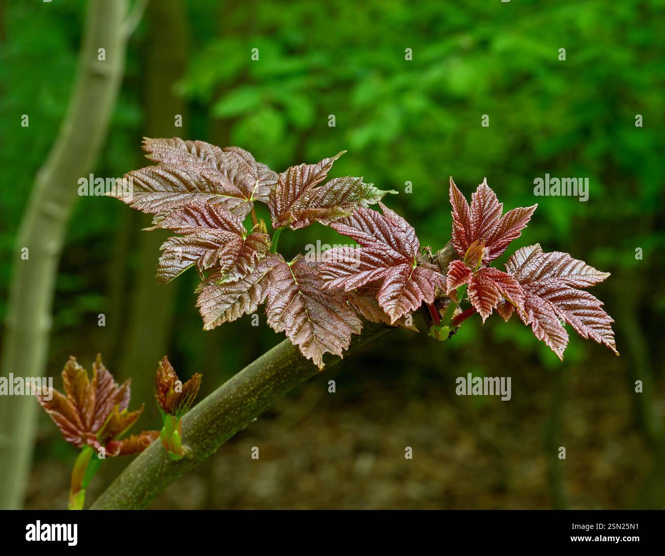 leaf on Sycamore Tree resp.Acer pseudoplatanus,Rhineland,Germany Stock ...