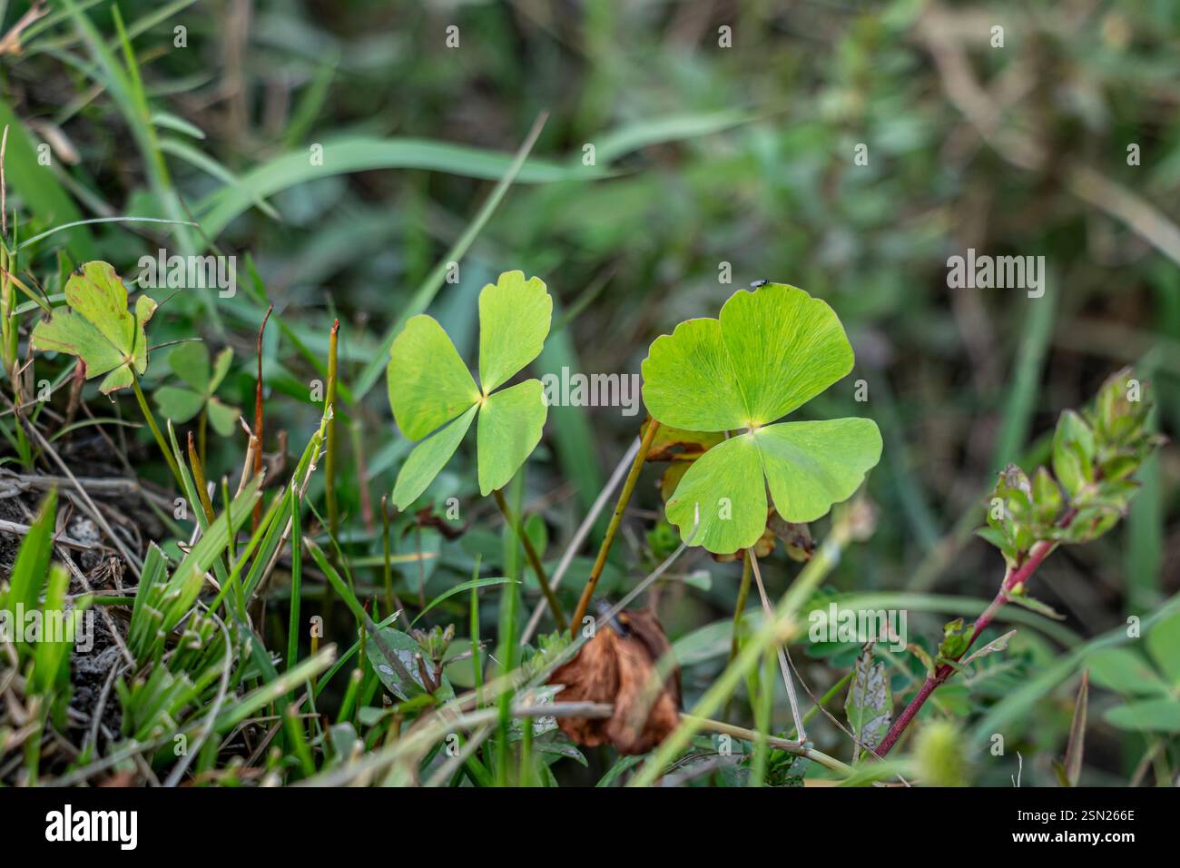 Small water-clover. long-stalked leaves have four clover-like lobes ...