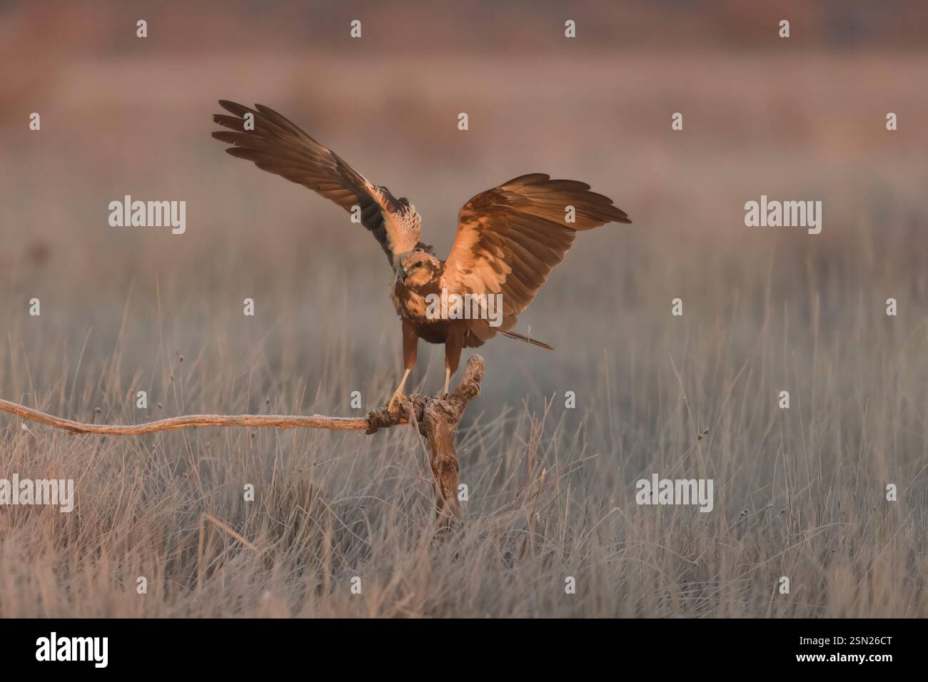 Female Marsh Harrier in flight in Spain Stock Photo - Alamy