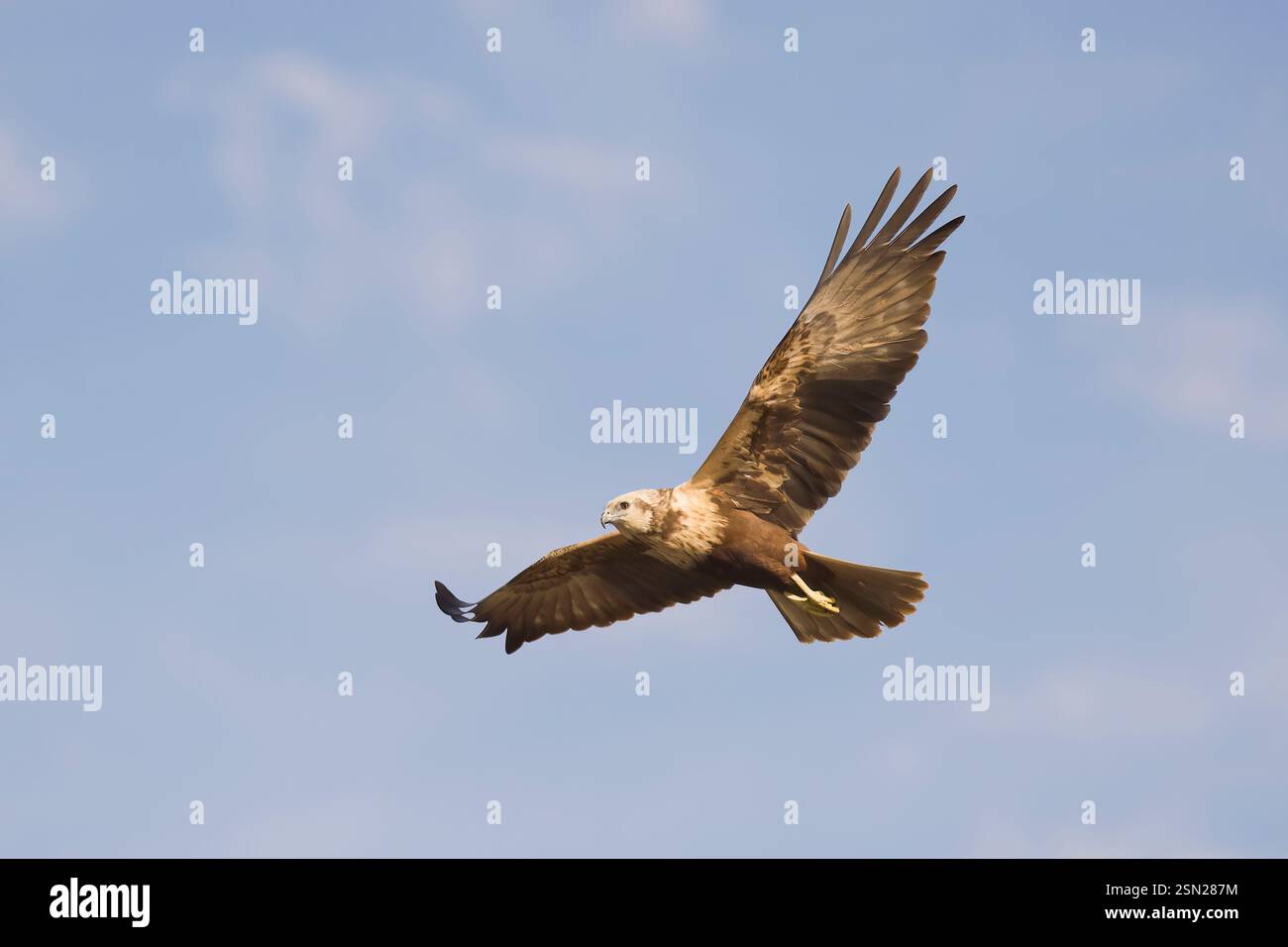 Female Marsh Harrier in flight in Spain Stock Photo - Alamy