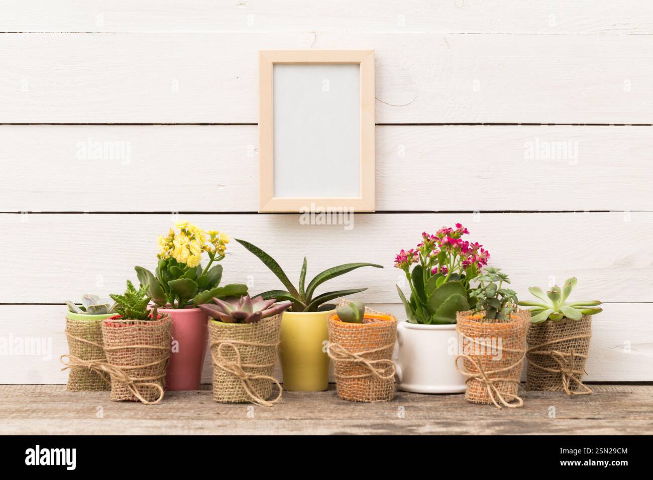 Display of colorful potted plants with a blank frame against a rustic ...