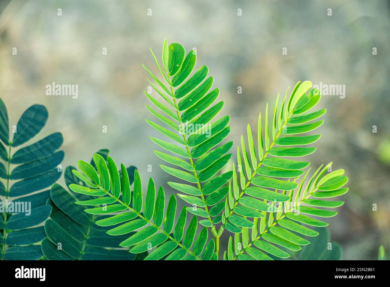 Tamarind leaves provides relief from malaria . A set of seeds of fruits ...