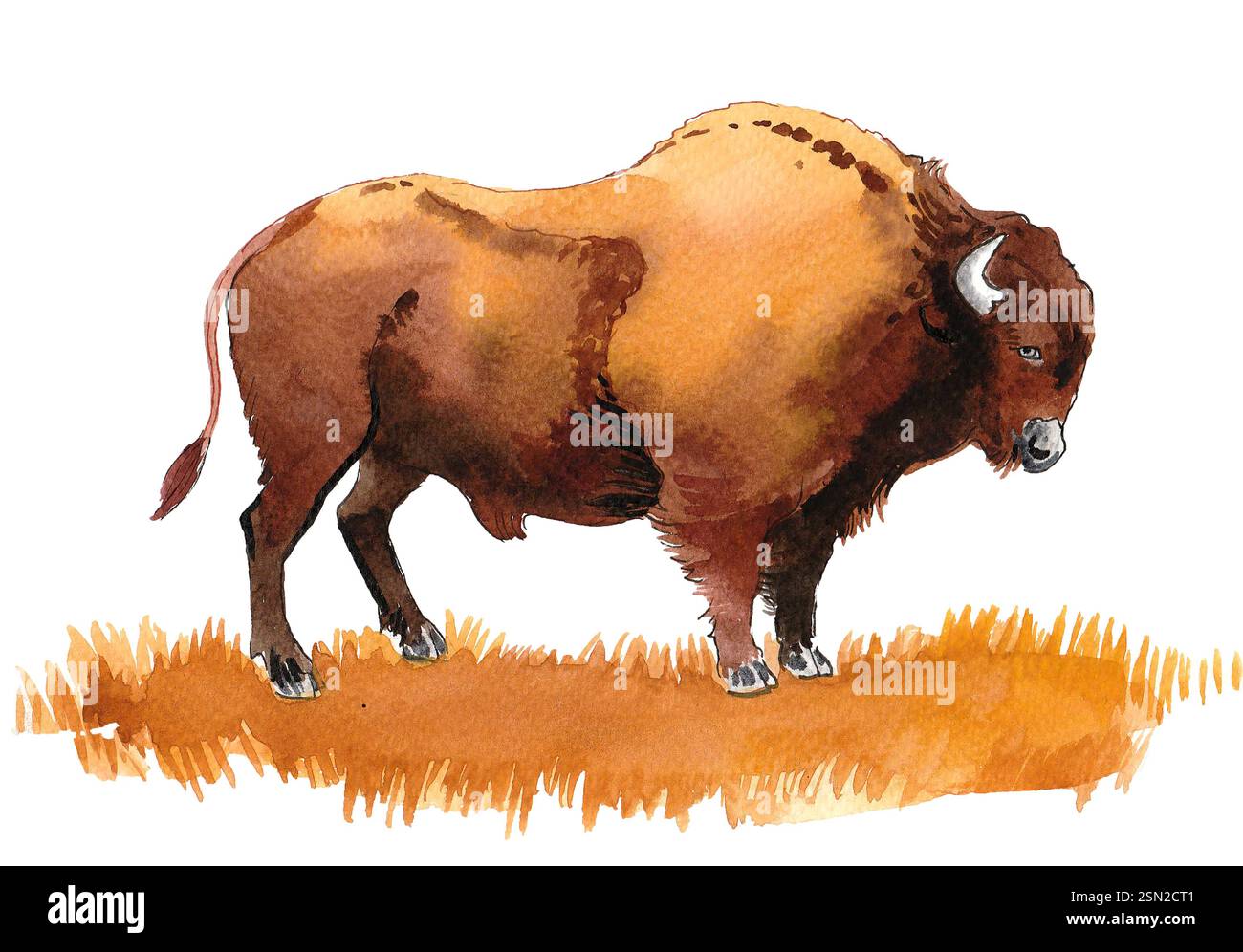 Standing bison. Hand drawn watercolour illustration Stock Photo - Alamy