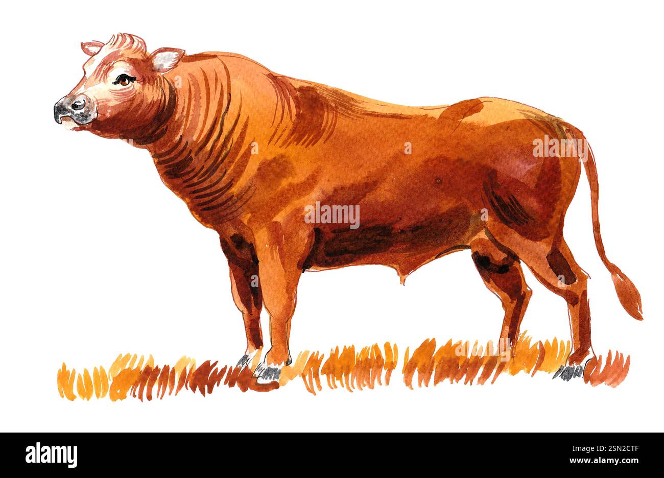 Big brown bull. Hand drawn watercolour illustration Stock Photo - Alamy