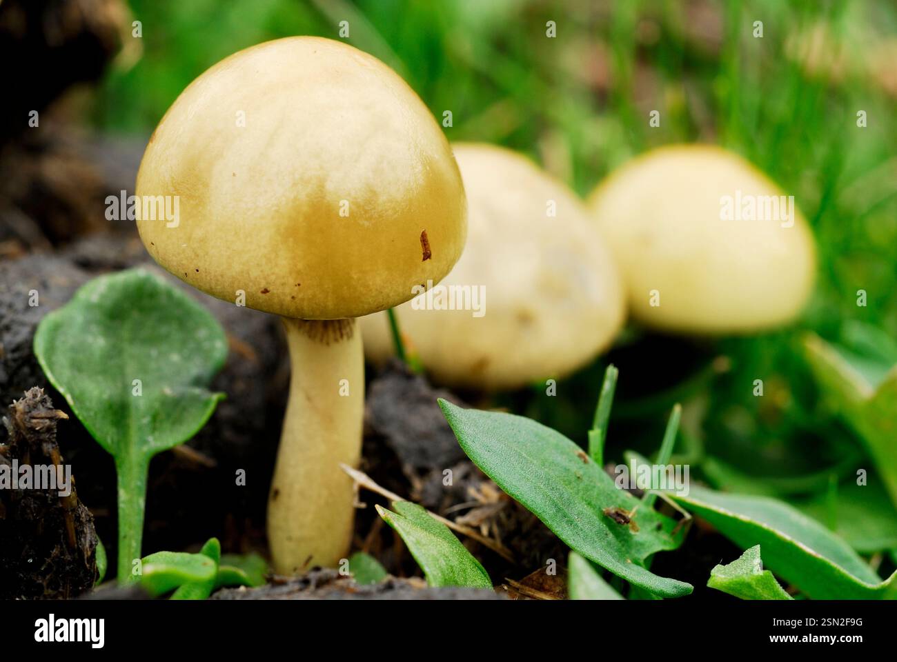 Sand mushrooms hi-res stock photography and images - Alamy