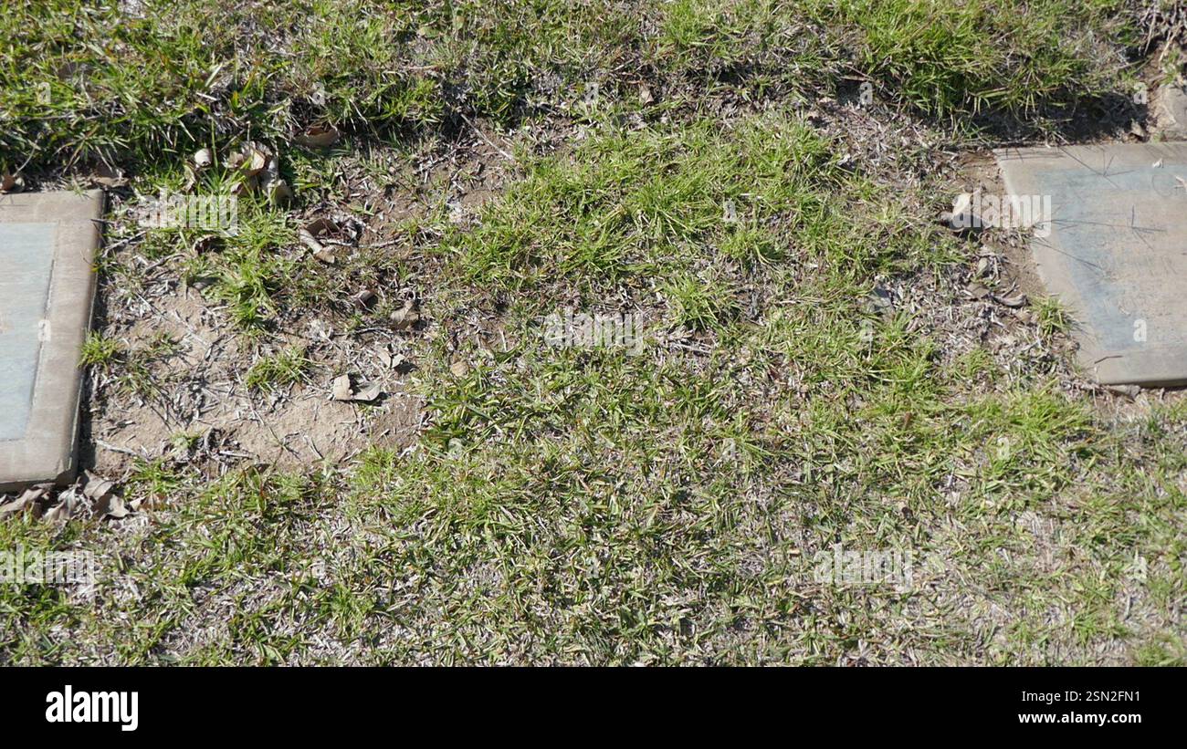 Culver City, California, USA 11th February 2025 Actor Jack Mulhall ...