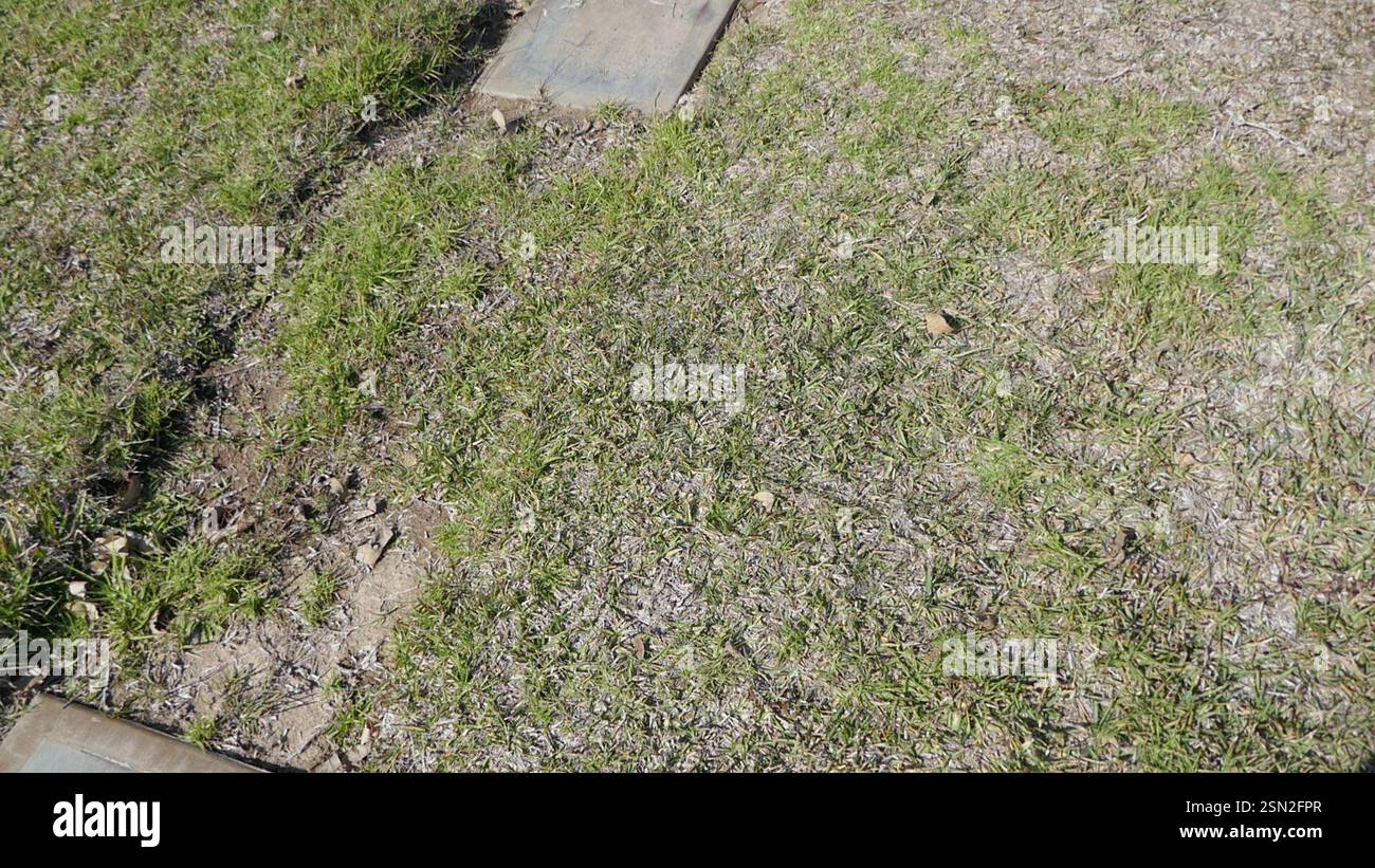 Culver City, California, USA 11th February 2025 Actor Jack Mulhall ...